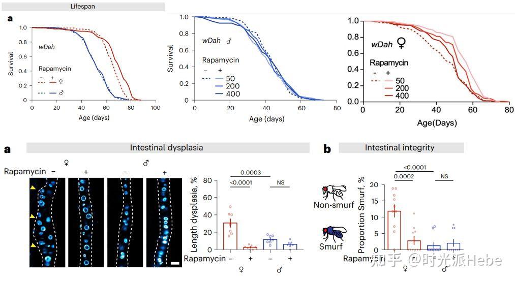 改变肠道性别可延寿？吕宇轩博士等揭示雷帕霉素疗效两性差异根源 - 知乎