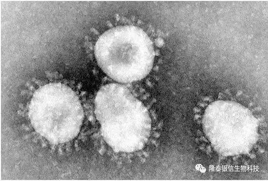 XINGUAN病毒是如何使人生病的？干细胞治疗展开了哪些探索？ - 知乎