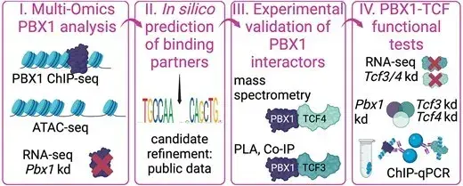 时空日报 | Cell Research：解码基于知识驱动的跨物种基础模型的通用基因调控机制-- GeneCompass - 知乎