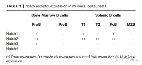 B细胞免疫反应中的Notch信号通路 - 知乎