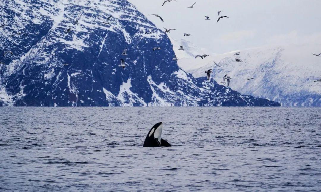 北欧观鲸季|特罗姆瑟等你来目睹海洋精灵游曳！ - 知乎