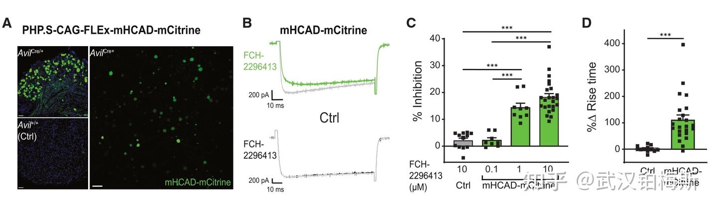Cell|DRG细胞膜片钳|外周化学遗传|HCAD系统|Bryan L. Roth团队实现精准控制疼痛 - 知乎