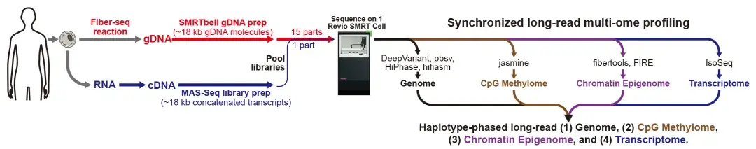 突破传统 | 贝瑞基因Fiber-seq实现一次HiFi测序解锁全方位组学图谱 - 知乎