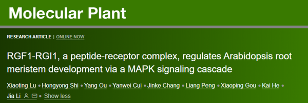 Mol Plant背靠背 | 黎家、徐娟课题组揭示植物根尖分生组织发育调控新机制 - 知乎