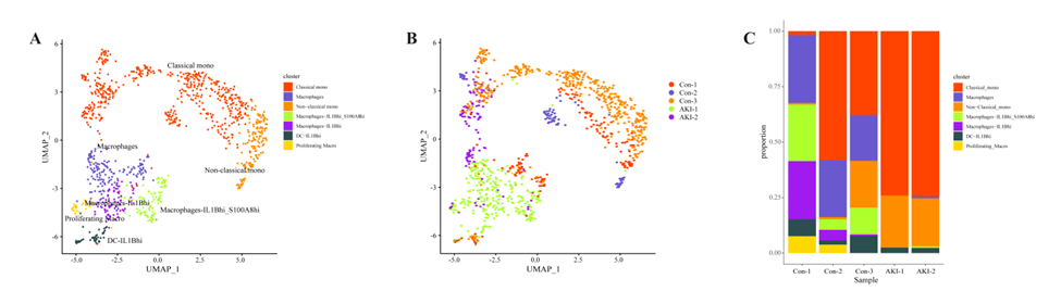 项目文章 | 单细胞测序描绘缺血性急性肾损伤的转录景观 - 知乎