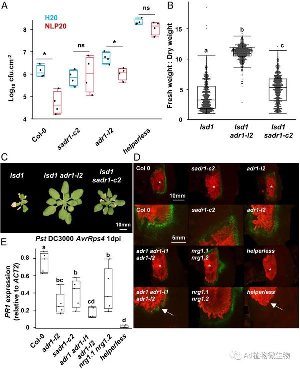PNAS | 北卡教堂山分校Dangl团队研究揭示拟南芥免疫中TIR结构域的更广泛功能! - 知乎