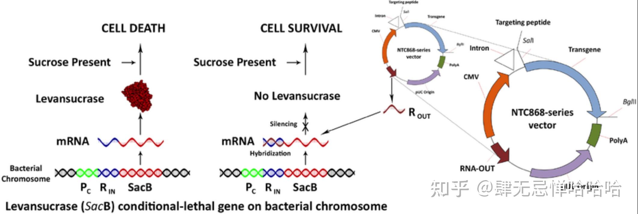 认识一下sacB gene - 知乎