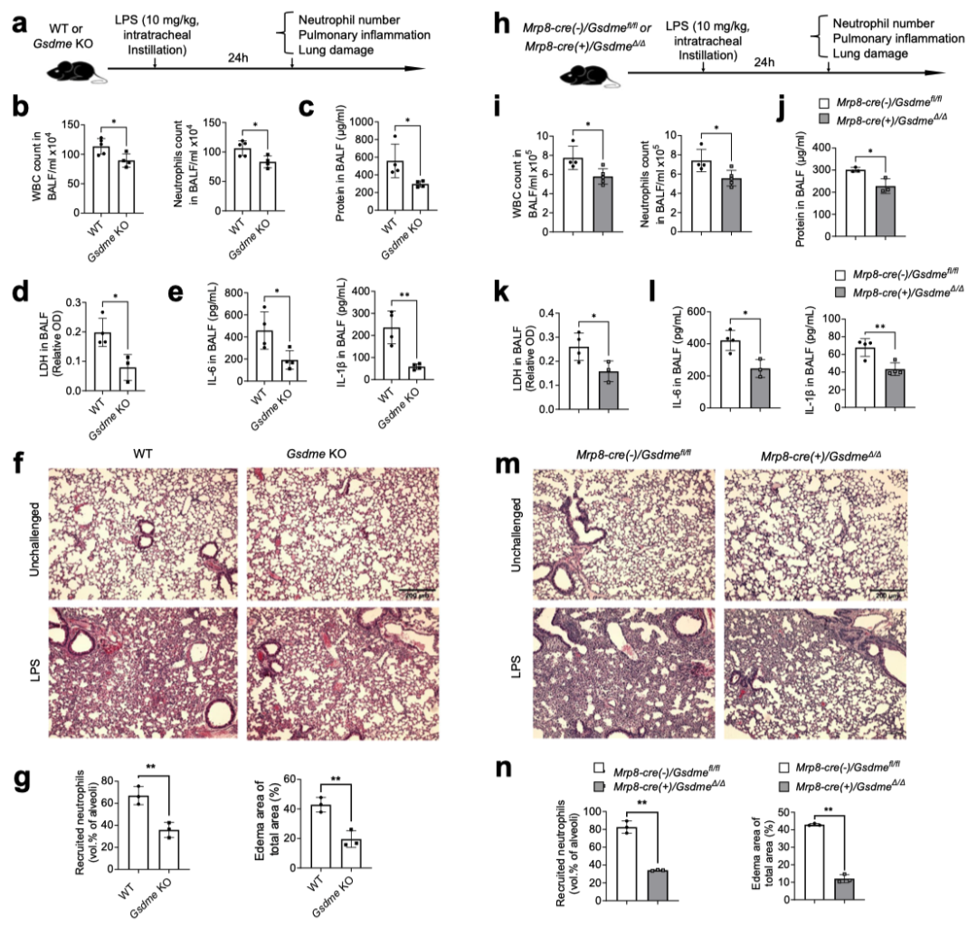Nature Communications丨Gasdermin E 通过控制中性粒细胞的死亡方式决定炎症反应 - 知乎