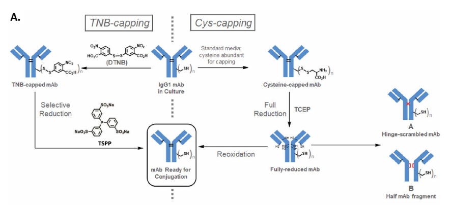 1-曜享干货 | 定点药物偶联物技术新进展 - 知乎