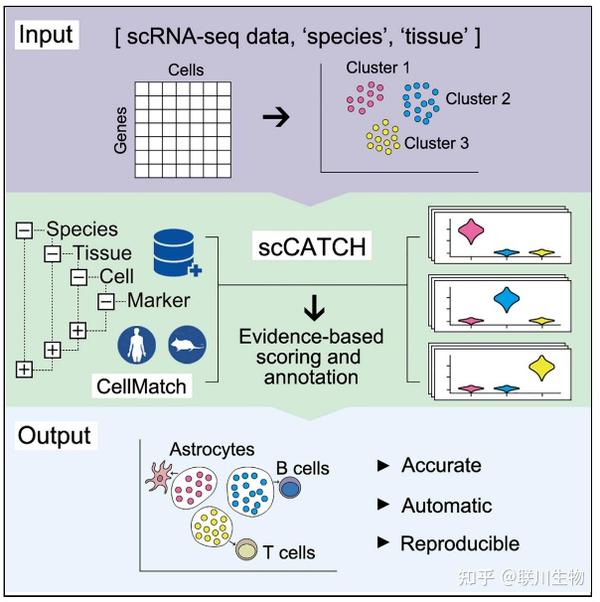 两款自动注释软件-SingleR和scCATCH的原理与使用差异 - 知乎