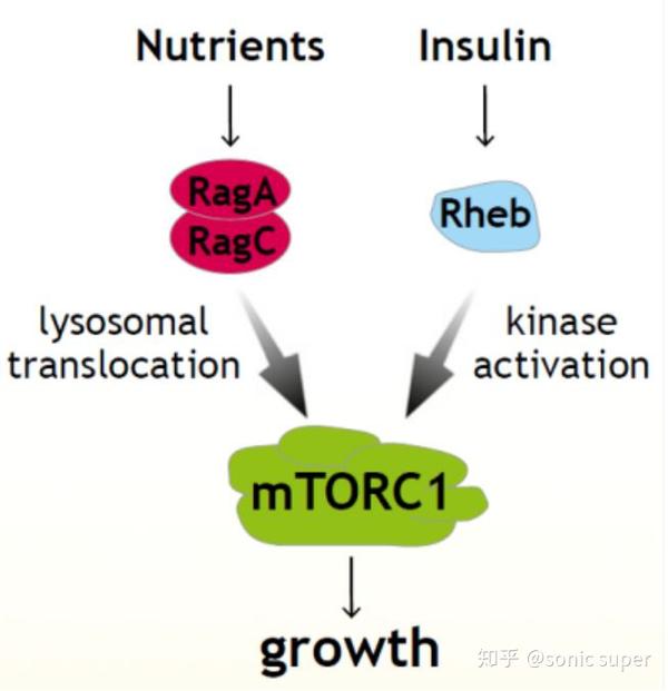 mTOR：一统抗衰老江湖的生长营养调节中枢 - 知乎
