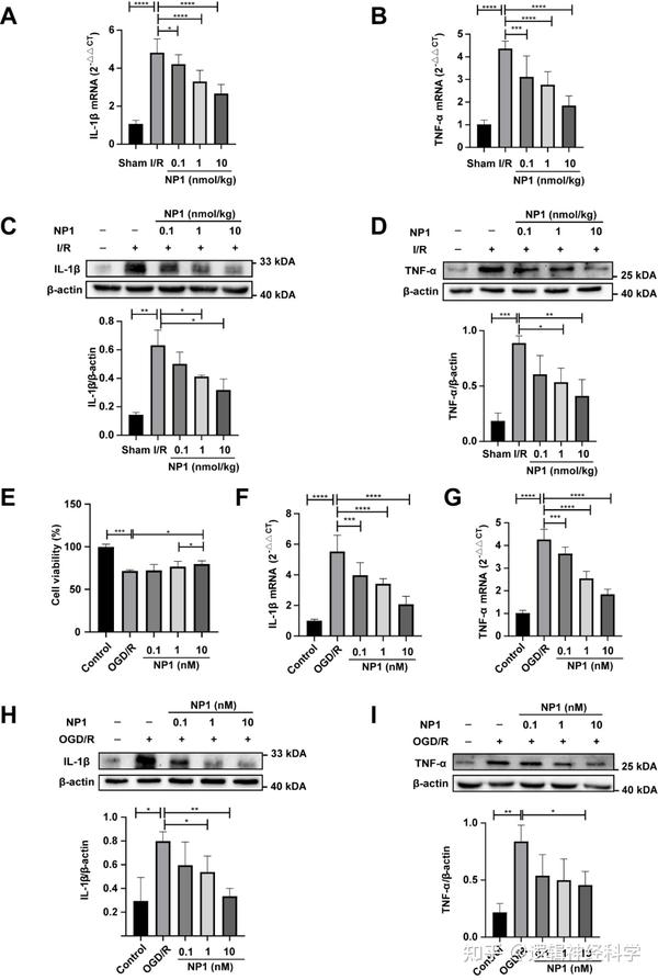 J Neuroinflammation︱昆明医科大学杨新旺团队阐述：短肽通过miR-6328/IKKβ/NF-κB轴减轻炎症对脑缺血再灌注损伤发挥神经保护作用 - 知乎