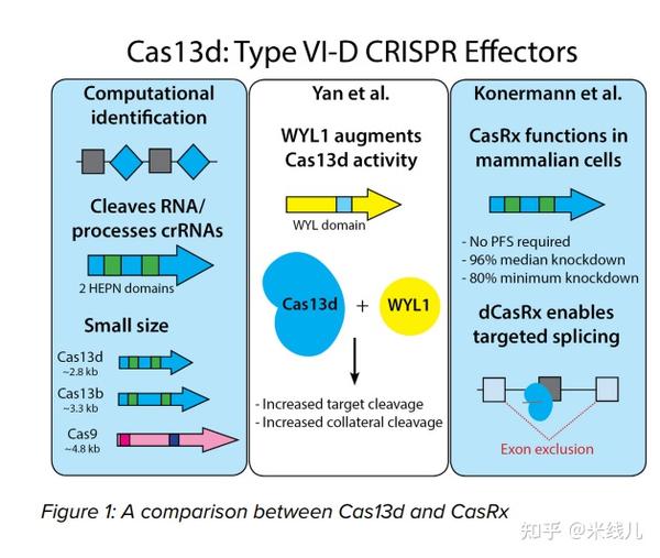 Cas13d：转录组工程中靶向RNA的CRISPR酶 - 知乎