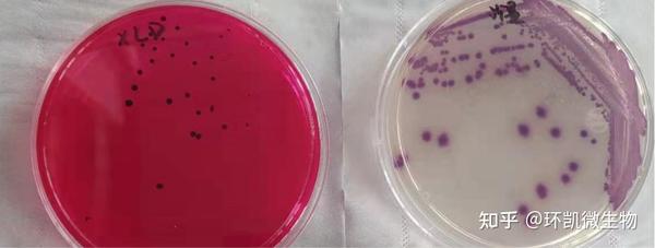 GB 4789.4-2016 沙门氏菌检测过程详解及关键控制点分析 - 知乎