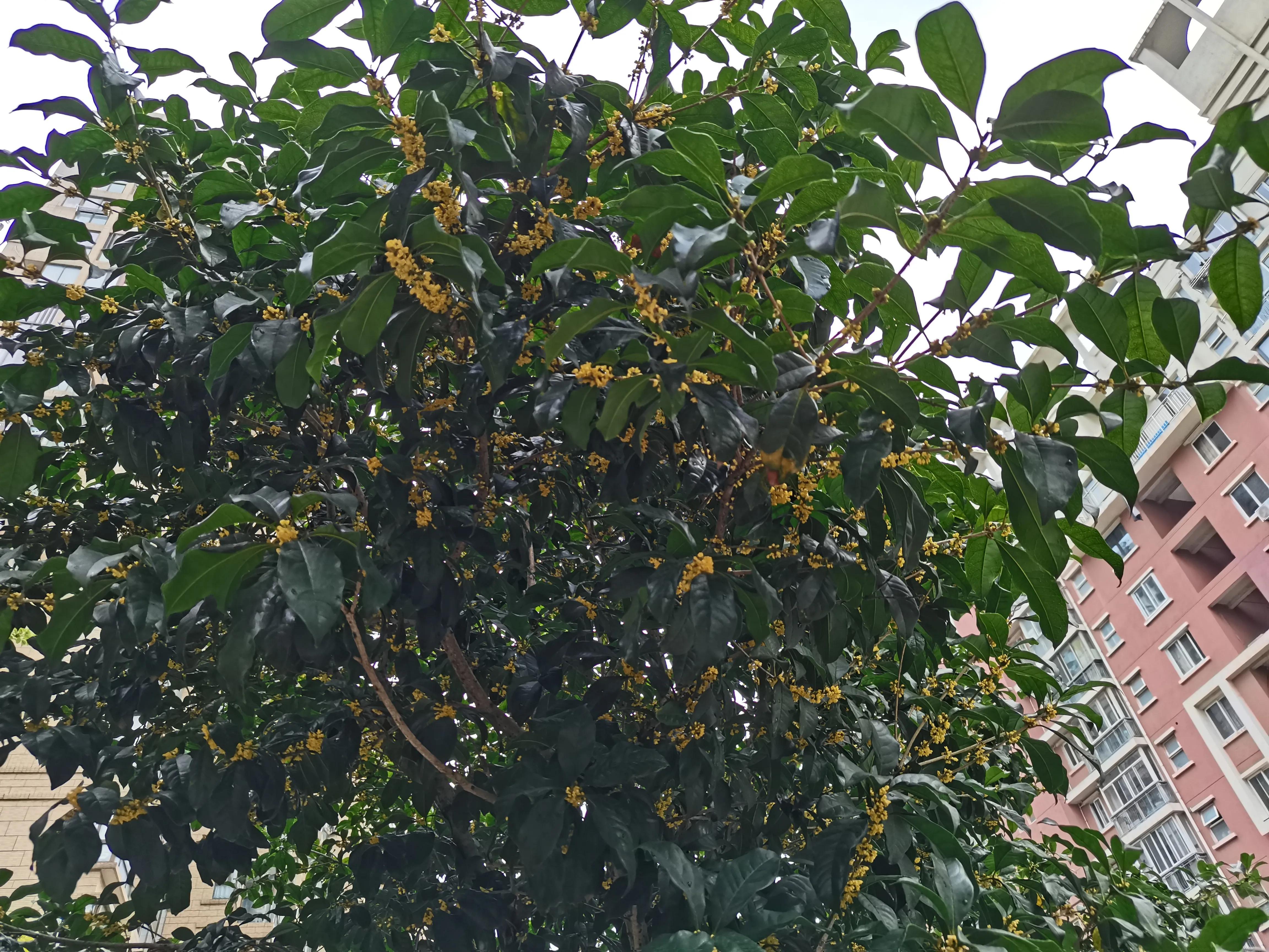 桂花香：桂花簇幼黄 幽香入绣囊 - 知乎