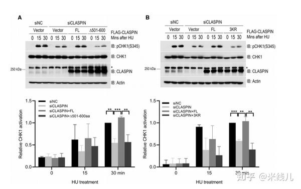 文献解析--TRIM21对肿瘤的作用机制的研究思路 - 知乎