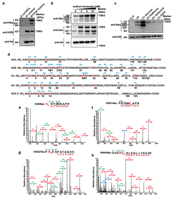 Nat Comm重磅！陈勇/彭超组发现新型苯甲酰化修饰Writer，Reader和Eraser - 知乎