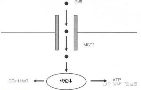 MCT在乳酸代谢中的重要作用 - 知乎