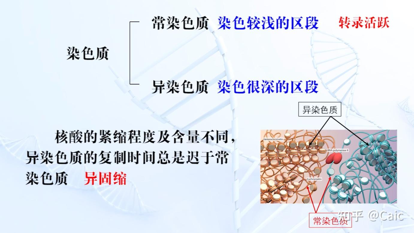 遗传学_1 遗传的细胞基础 - 知乎