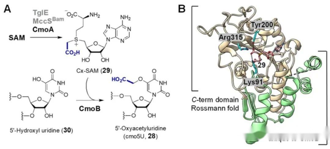 刘鸿文教授NPR综述│SAM不仅仅是甲基供体 - 知乎