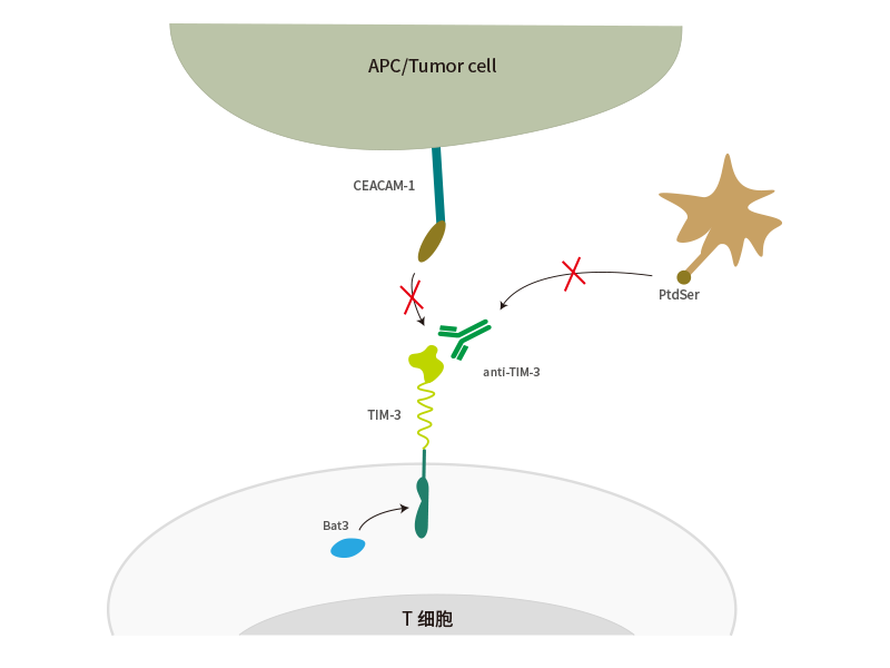 TIM-3靶点科普_机制原理&研究进展 - 知乎