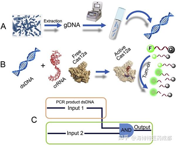 海博特CRO带你了解CRISPR在食源性致病菌检测中的应用 - 知乎
