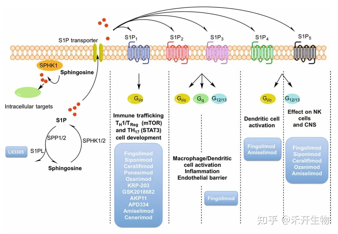 小禾说 | 自身免疫疾病靶点与模型系列(27)——解锁自免新境：S1P受体的治疗潜力 - 知乎