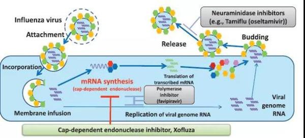 流行性感冒治疗药物 Xofluza（baloxavir marboxil）巴洛沙韦 - 知乎
