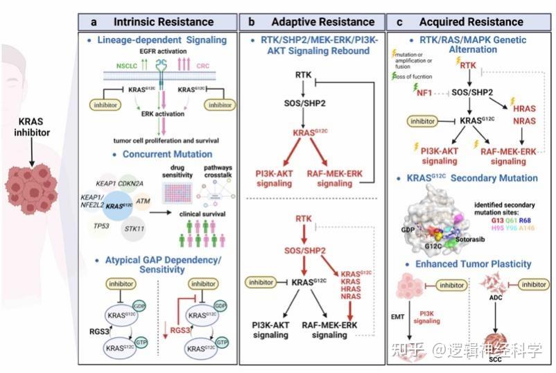 STTT 综述︱中山大学尹国维/高益军/师健友评述小GTP酶家族靶向抑制剂的研究历史、最新治疗策略和临床耐药机制研究进展 - 知乎