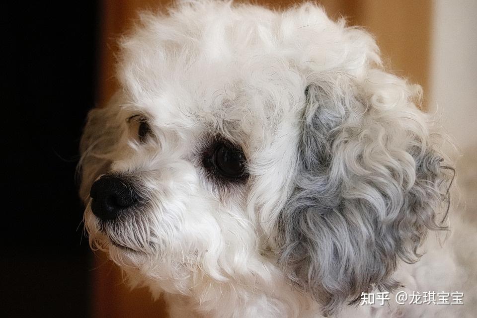 go狗粮：大部分的狗狗都很忠诚，是真的有感情，还是天性原因呢？ - 知乎