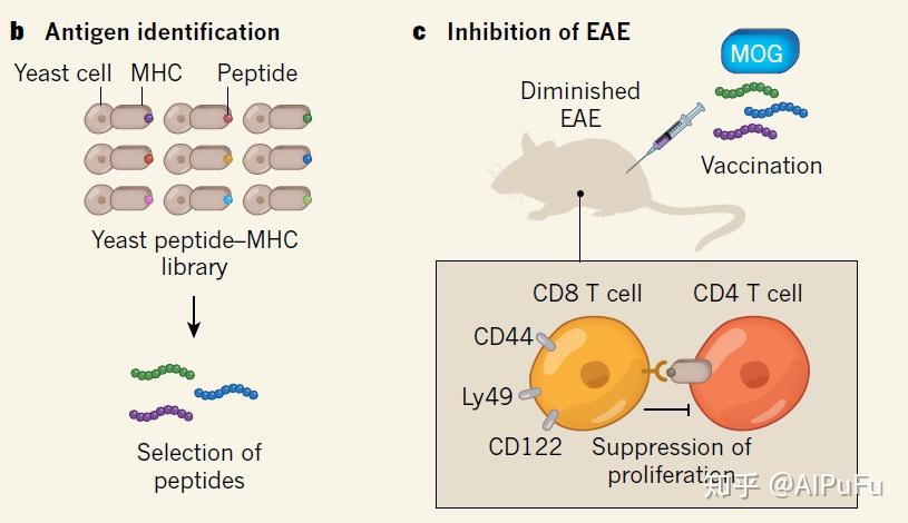 Nature：CD8 T细胞可对自身免疫性疾病提供保护 - 知乎