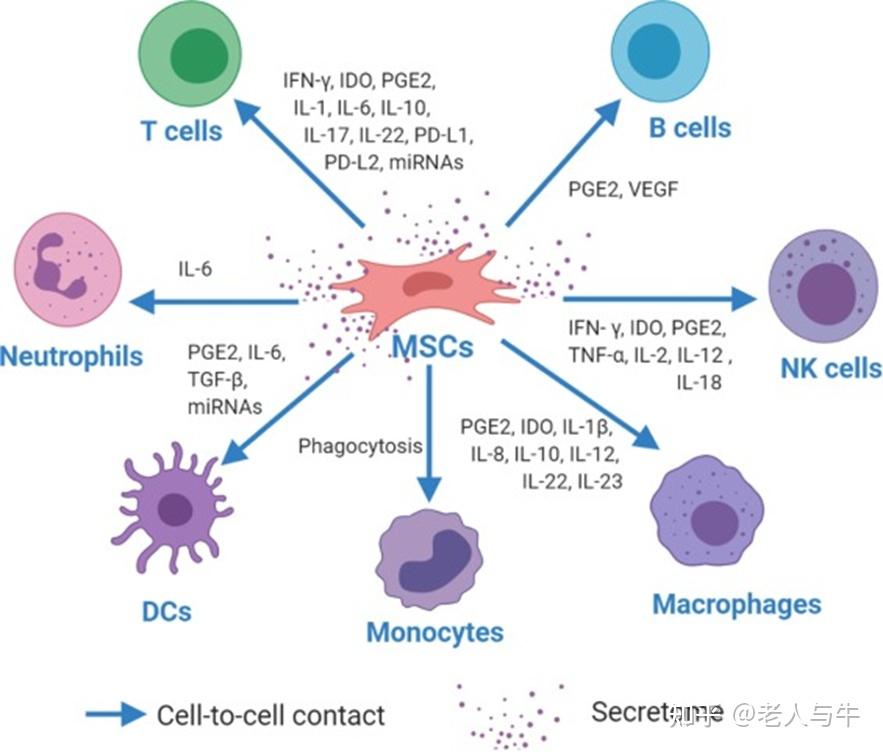 无处不在的万能细胞！MSCs治疗各种疾病崭露头角 - 知乎