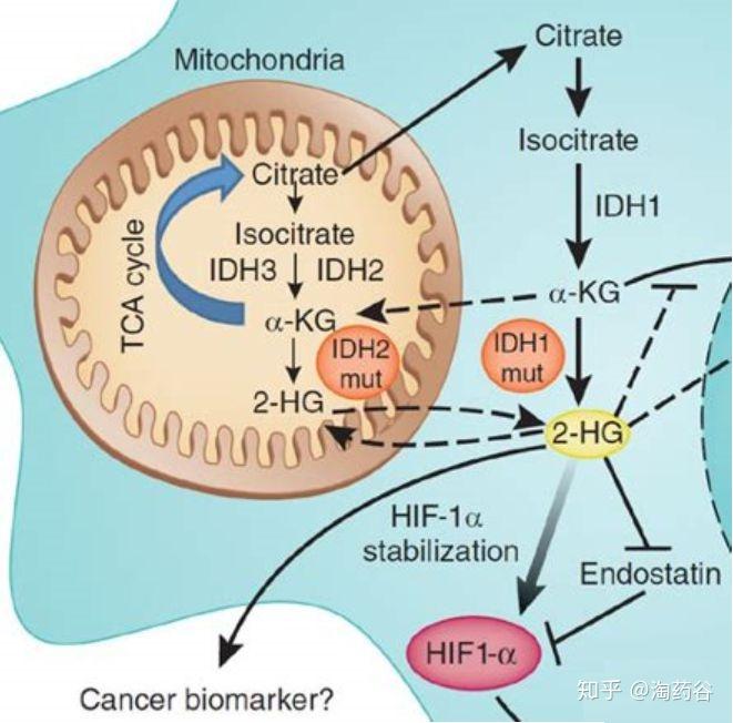 肿瘤医生应该知道的生物标志物之：IDH1/IDH2 - 知乎