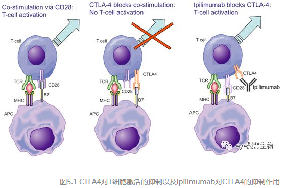 CAR-T和PD1/PDL1免疫疗法介绍，纯干货知识 - 知乎