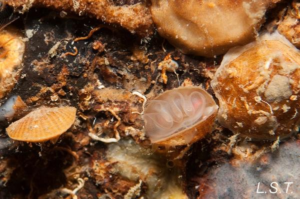 往日残梦——现代的腕足动物 - 知乎