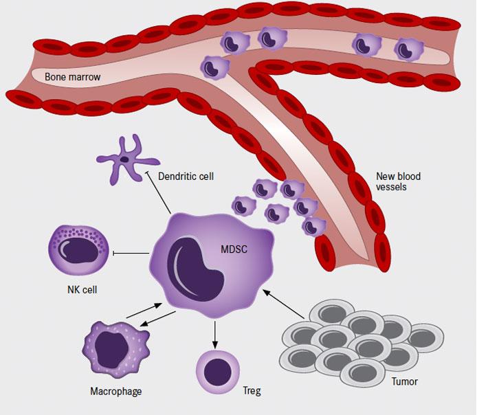 免疫系统中的负向调控——髓系来源的抑制性细胞(MDSC)的大作用！ - 知乎