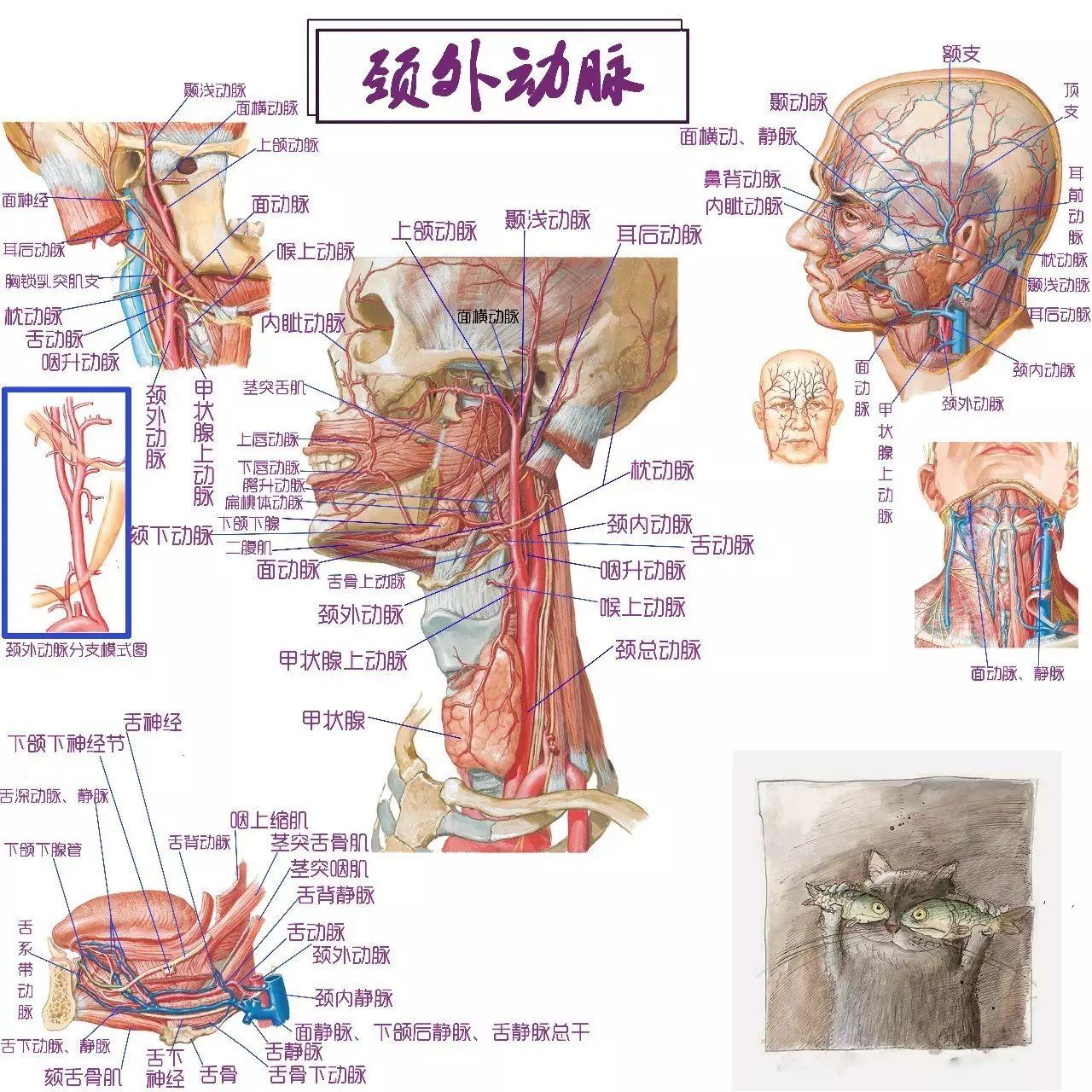 颈外动脉 - 知乎