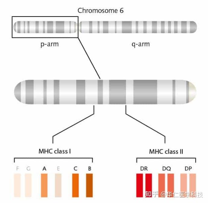 过继细胞疗法——TCR-T的原理 - 知乎