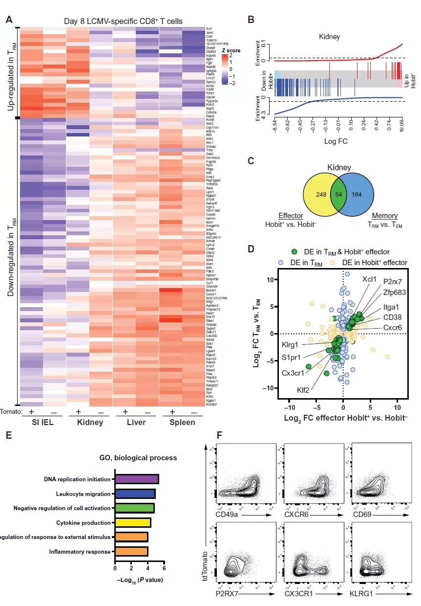 Sci Immun | 揭示T细胞谱系选择的关键转录因子 - 知乎