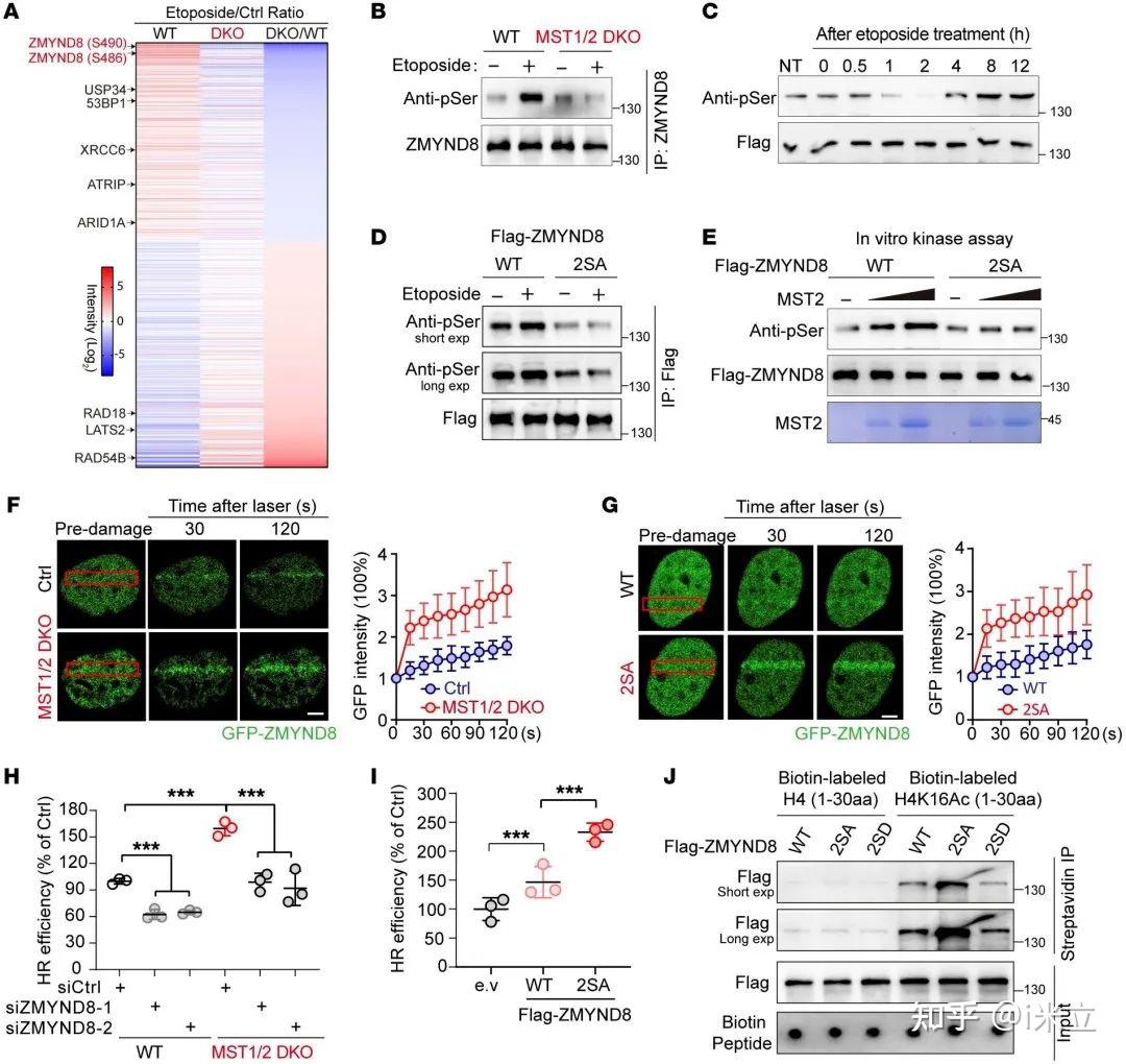 IF:19.456｜Hippo-STRIPAK和PARP联合靶向导致胃肠道癌症合成致死 - 知乎