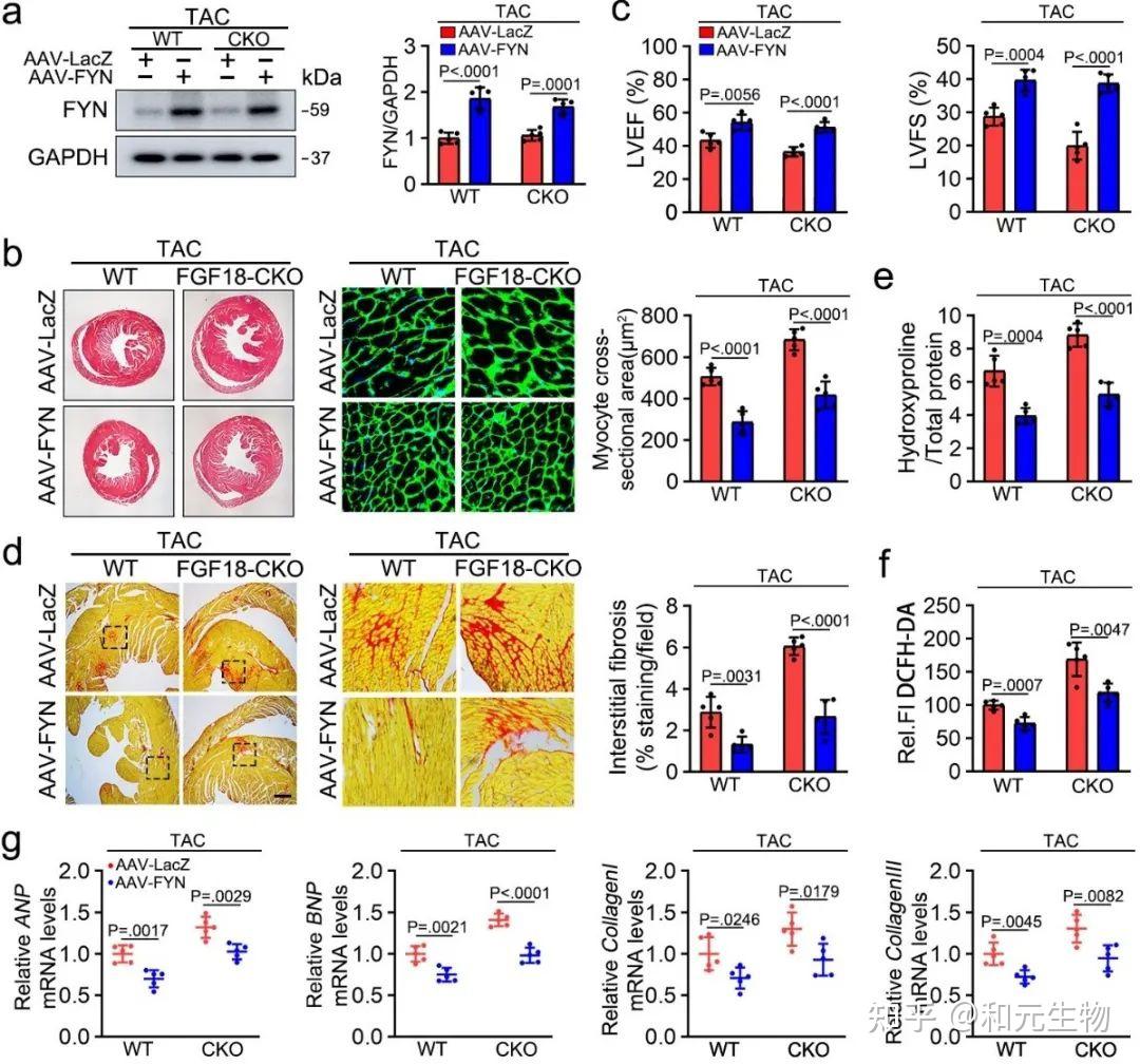 Nat Commun | 温州医科大学李校堃院士团队揭示FGF18调控病理性心肌肥大的作用机制 - 知乎