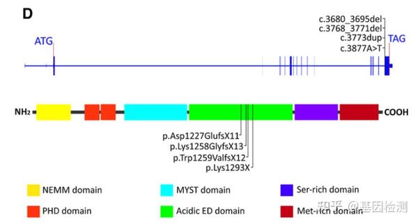 KAT6B基因关联表型差异 - 知乎