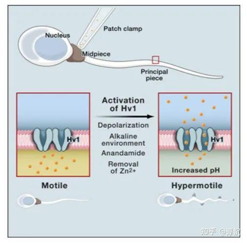 投稿 | Cell Press：4个案例教会你制作图形摘要！ - 知乎