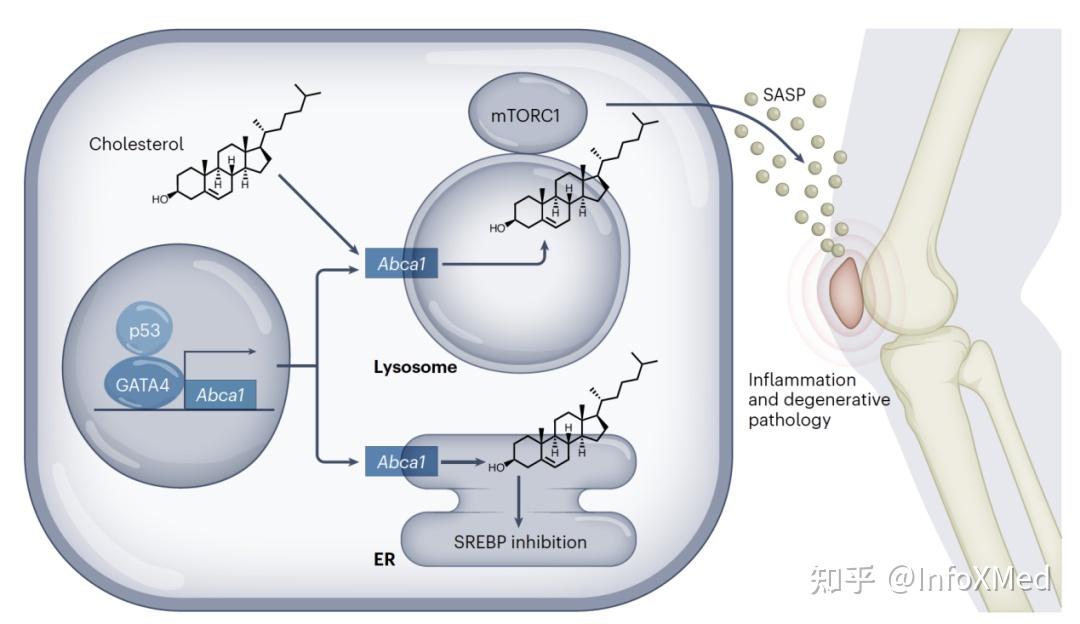 Nat Metab | 溶酶体胆固醇控制衰老和炎症 - 知乎