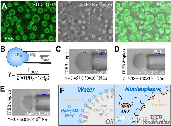 Dev Cell丨张宏团队揭示细胞内天然蛋白以表面活性剂方式调控转录活性 - 知乎