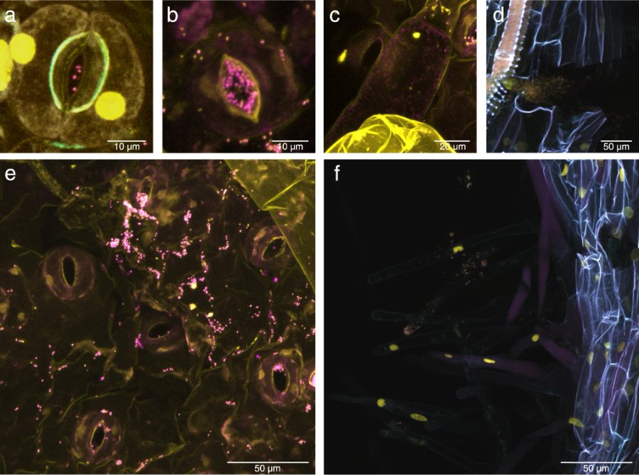 ISME | 研究揭示叶际共生微生物促进植物生长的机制！ - 知乎