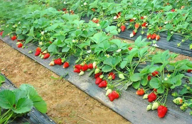 如何选择草莓品种？ - 知乎