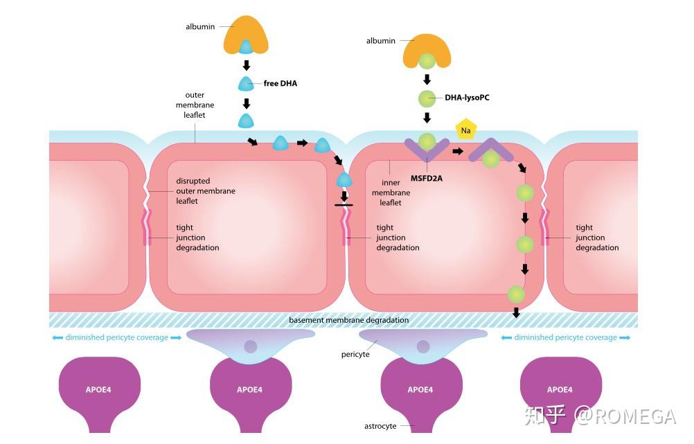 什么是「DHA」，主要有什么功能和作用？ - 知乎