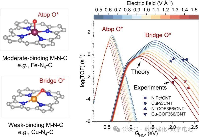 日本东北大李昊最新JACS | DigCat助力揭示弱吸附单原子M-N-C催化剂的全新ORR路径：金属-氮桥位氧吸附反应路径 - 知乎