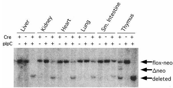【小鼠大学问】诱导型Cre，给基因敲除装个“开关” - 知乎